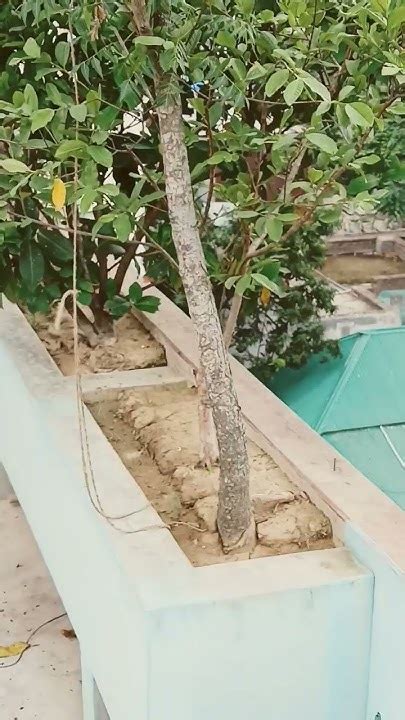 উপকারী ডাক্তার গাছ হলো নিম ☎️ 8801717807336 নিম গাছ Neem Tree Jea Tree Best Plants