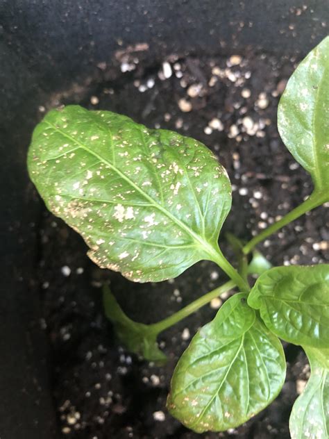 What Are These Brown Spots On My Pepper Plant And How To I Fix H Th Em