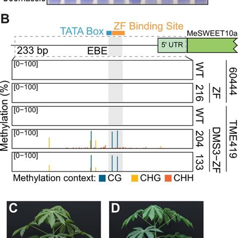 DMS3 ZF Expression Results In CG Methylation At The EBE In Vivo A
