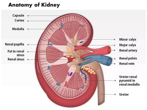 Anatomy And Physiology Of Renal System Pptx