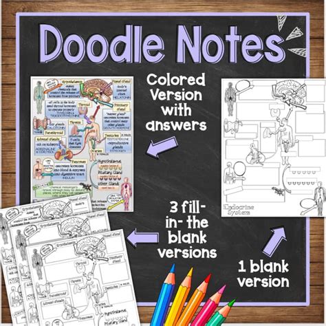 Endocrine System Doodle Notes And Quiz Powerpoint Human Body Systems