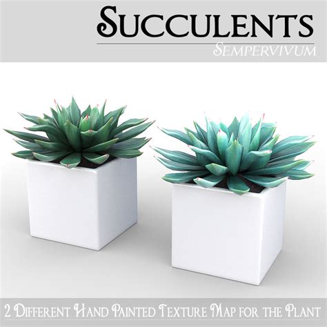 3d Model Succulent Potted Plant