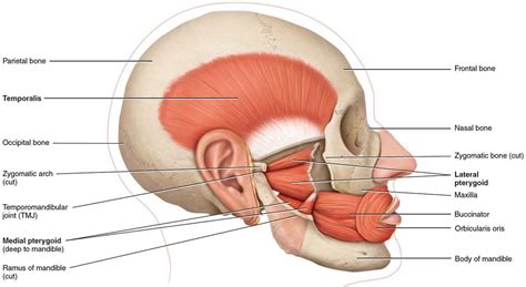 Mandible Jaw Bone Anatomy Parts Function And Mandible Dislocation