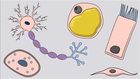Specialized Cells Storyboard That S Lesson Plans