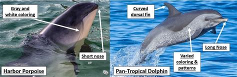 Porpoise Dorsal Fin