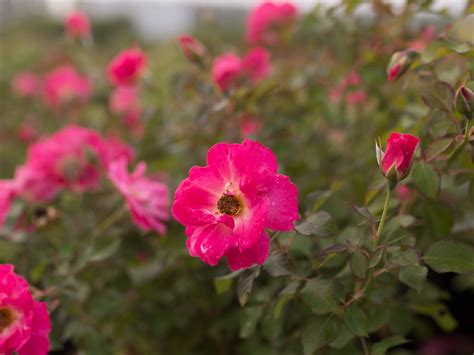 Aurora Rose Plant