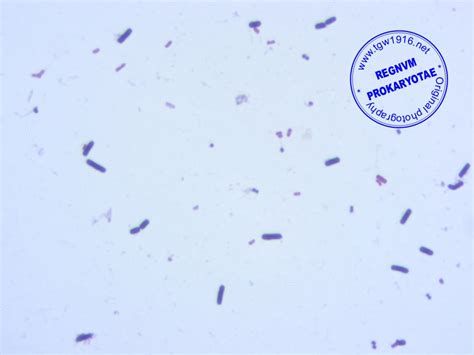 Regnum Prokaryotae Microscope Images