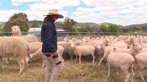 Sheep Graziers Struggle To Stop Thriving Worms Nbn News