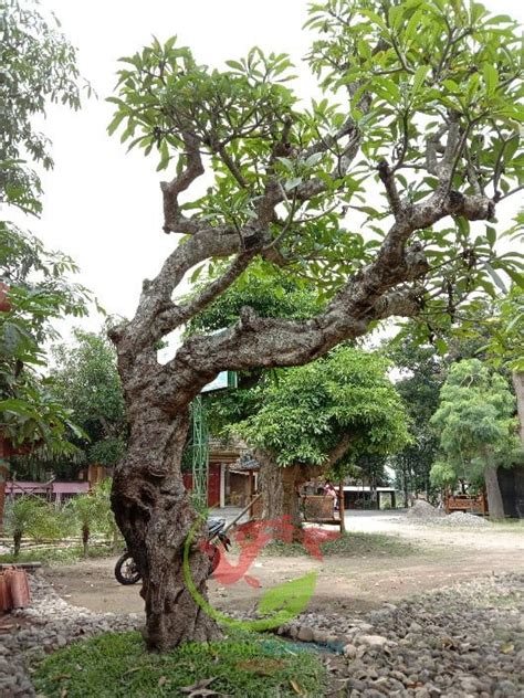 Jual Kamboja Fosil Agrotani Sejahtera