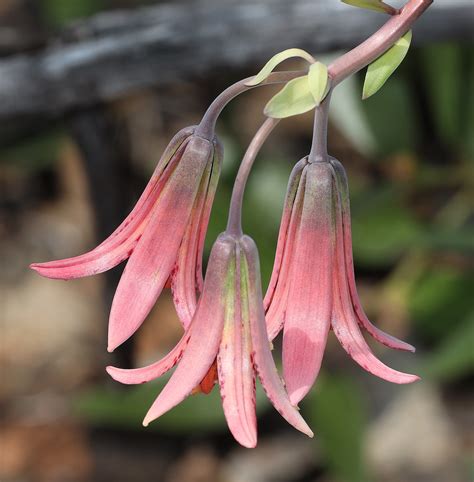 Lilium Bolanderi Bolanders Lily 06 25 2022 Jeffrey Pi Flickr