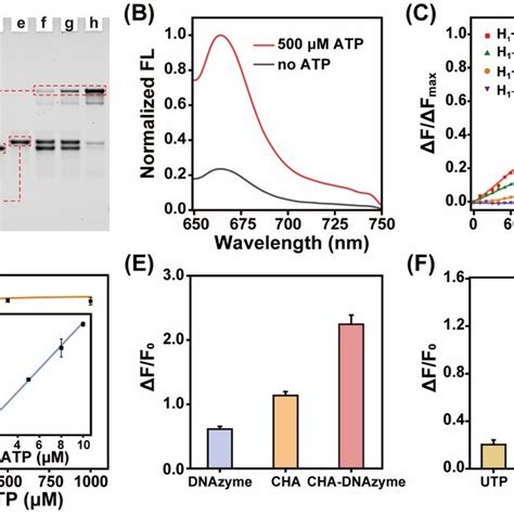 Cha Dnazyme Amplified Atp Detection Via The Cascade Signal