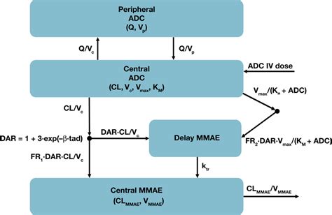 Schematic Representation Of The Four‐compartment Structural Adc‐mmae