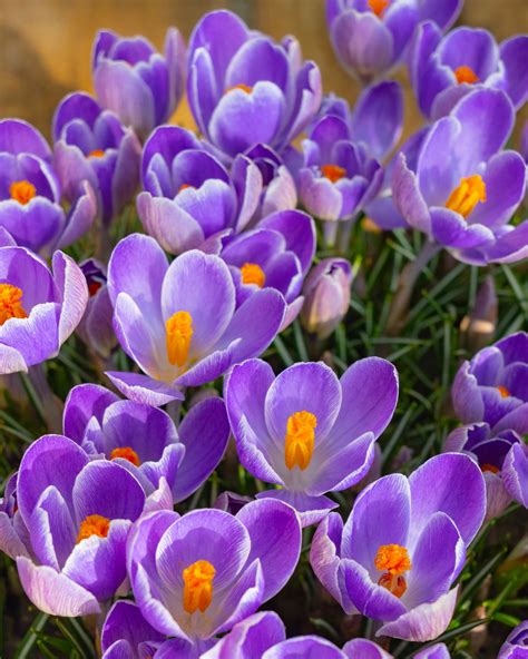 Crocus Striped Bird Bulbs Buy Striped Crocus Online At Farmer Gracy Uk