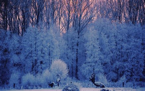 Trees And Ice Wallpapers Wallpaper Cave