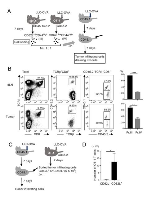 Tumor Infiltrating Cd62lpd 1 Cd8 T Cells Retain Proliferative