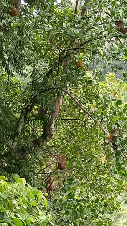 කාටුන් මන්කි Youtube