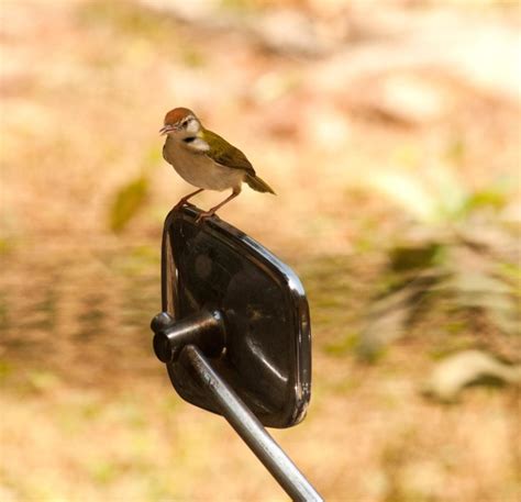 Free Picture Object Chrome Steel Mirror Bird