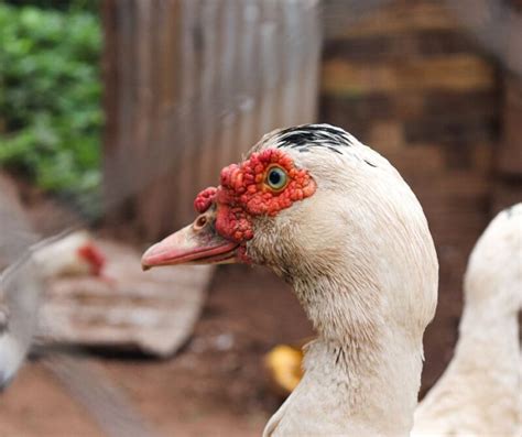 Duck Predators How To Protect Ducks From Weasels Hobby Farms