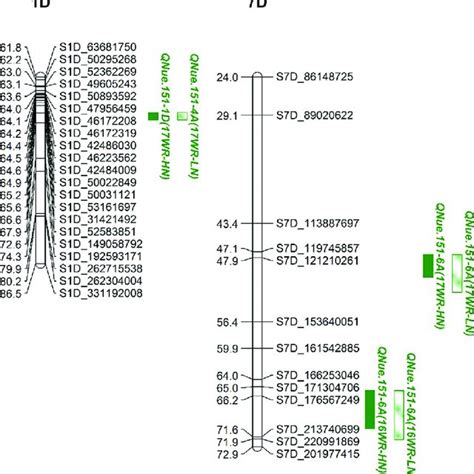 Partial Linkage Maps Of Reproducible Qtl Clusters On Chromosomes 1d And