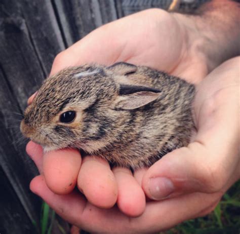 38 Adorable Cute Small Animals That Will Fit In The Palm Of Your Hand