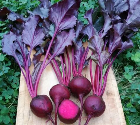 25 Types Of Beets With Pictures And Names