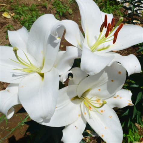 Xiaorui Zhang University Of Tsukuba Tsukuba College Of Chemistry Research Profile