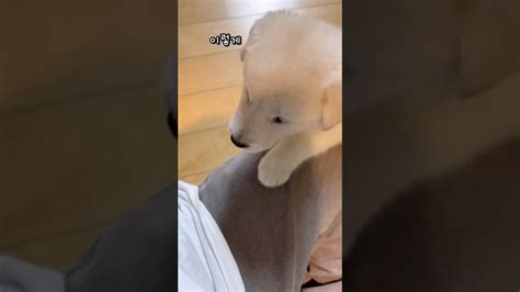 아기 강아지 콩떡이가 원하는 것~💗 더빙농장 강아지 아기 레브라도 리트리버 알고리즘 추천추천추천 Youtube