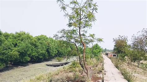 Prasenjit Ghosh On Linkedin Sundarban Documentary Film Dop Visualstorytelling Cinematography…