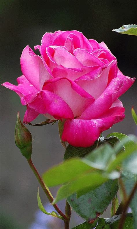 Wallpaper Hd Nature Flower Rose  Inselmane