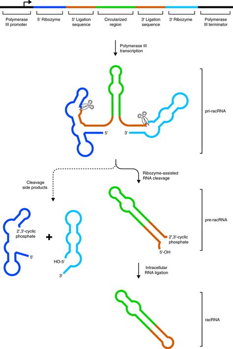 Conceptualization Of An Autocatalytic Circular Rna Mammalian Expression