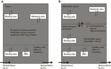 Perfusion Vs Permeability Rate Limited Tissue Models A Perfusion Download Scientific