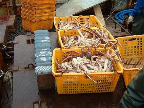 Крупную контрабанду живого краба выявили дальневосточные таможенники Крабы