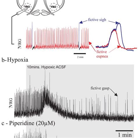 Modulation Of Pacemaker Intrinsic Properties Download Scientific Diagram