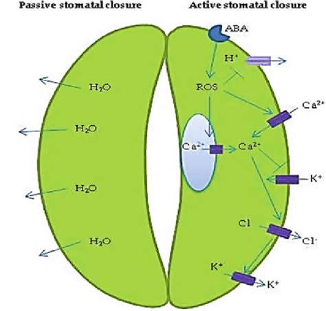3 Passive And Active Stomatal Closure Passive Stomatal Closure Occurs Download Scientific