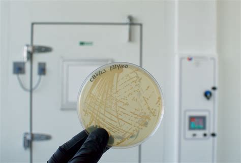 Synthetic Sex In Yeast Promises Safer Medicines For People