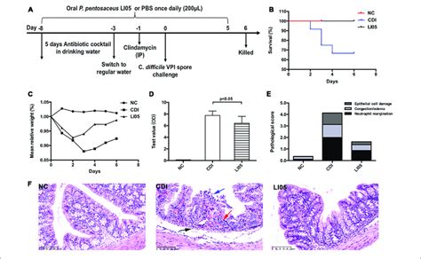 Pediococcus Pentosaceus Li05 Administration Attenuated C Download Scientific Diagram