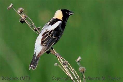 Bobolink