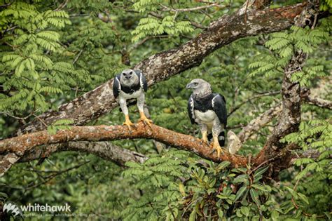 Harpy Eagle Wingspan Comparison