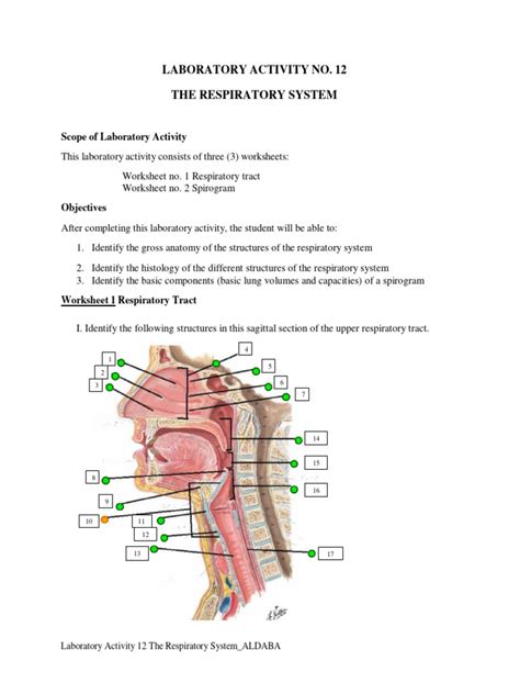 Laboratory 12 Respiratory System Pdf Respiratory Tract Physiology
