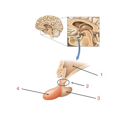 Biol 2402 Unit 2 Part 1 Endocrine Lab Flashcards Quizlet