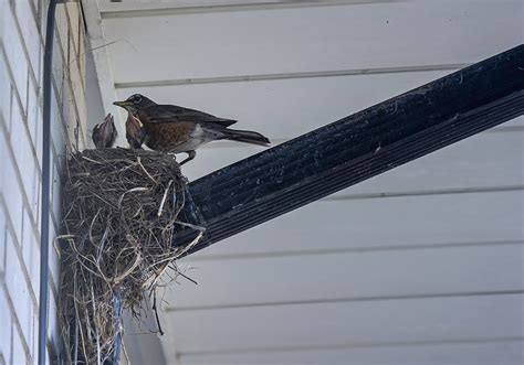 When Is Bird Nest Removal OK Wildlife Control And Exclusion