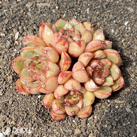 echeveria magic flame clustering china wholesale succulent plants