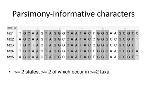 Ppt Maximum Parsimony Powerpoint Presentation Free Download Id2221980