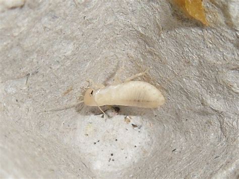 Lobster Cockroach Nauphoeta Cinerea Insectraiser