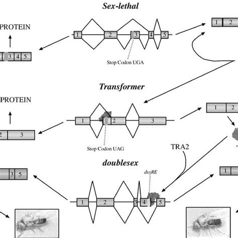 C Capitata Sex Determination Seems To Be Based On A Drosophila Download Scientific Diagram