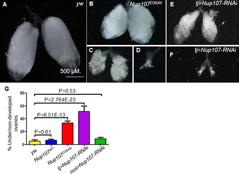 Figures And Data In Nucleoporin Mediates Female Sexual Differentiation Via Dsx ELife