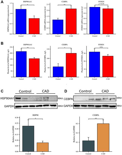 Bioinformatics Based Identification And Validation Of Hub Genes