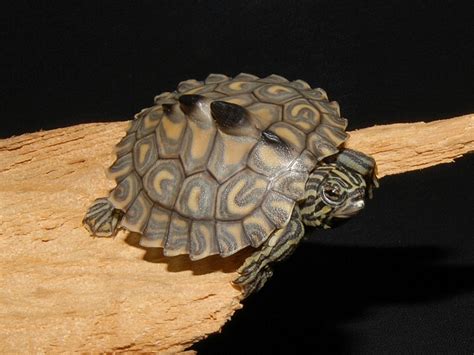 Yellow Blotched Map Turtles For Sale The Turtle Source