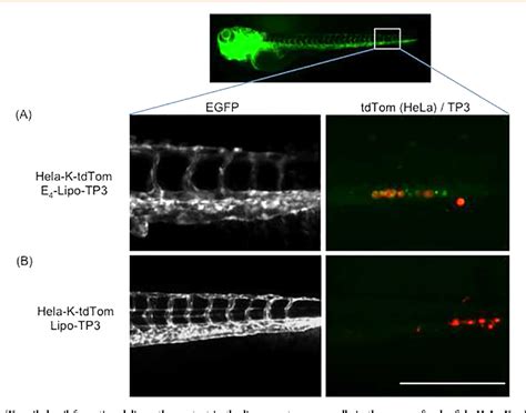 Figure 2 From Application Of Coiled Coil Peptides In Liposomal