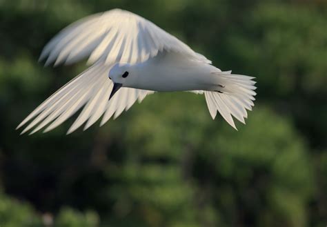 Dune île à Lautrethomas Berti Chausse Ses Bottes De 7 Lieues Entre Ré Et Tromelin Ré à La Hune